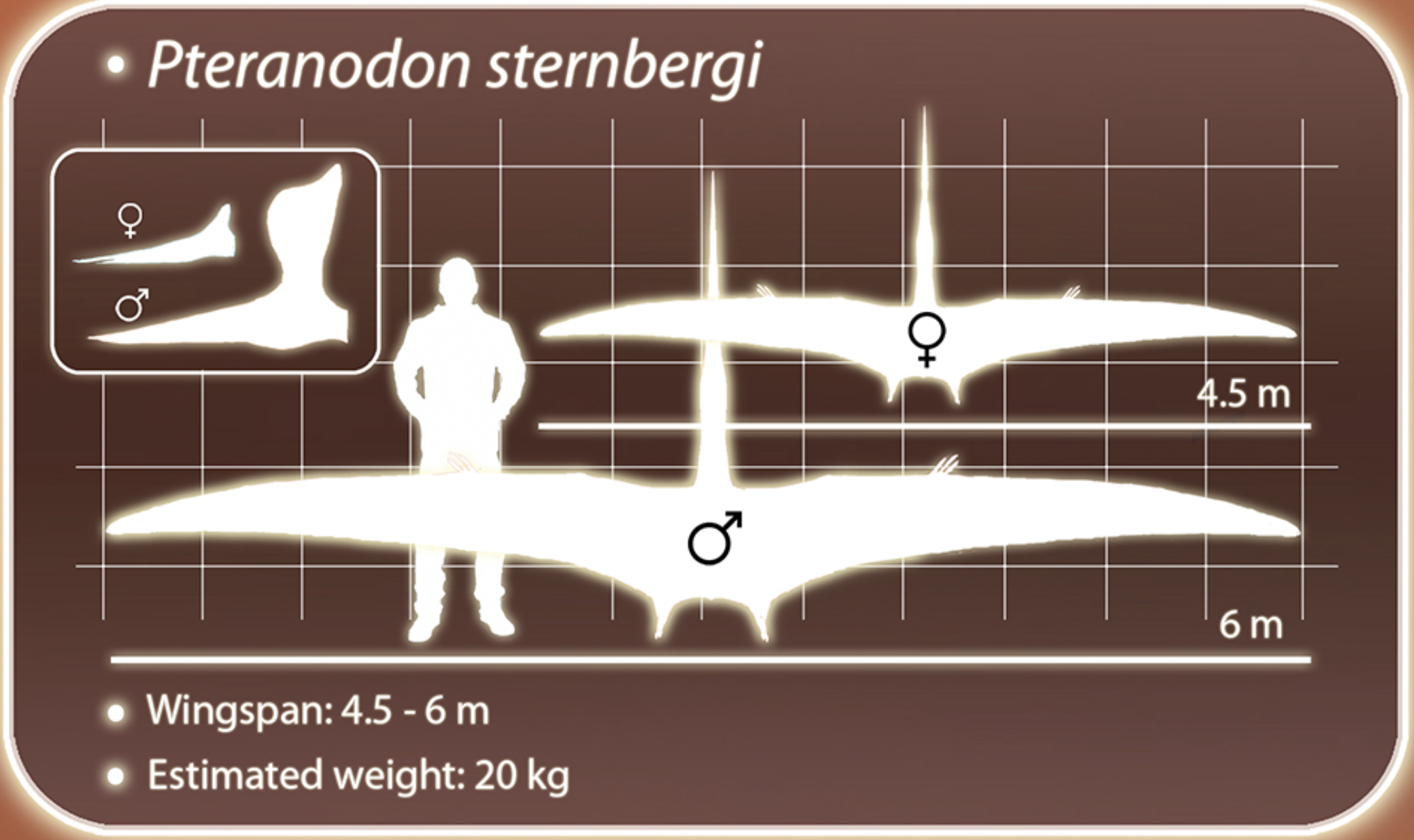 Pteranodon Size Comparison